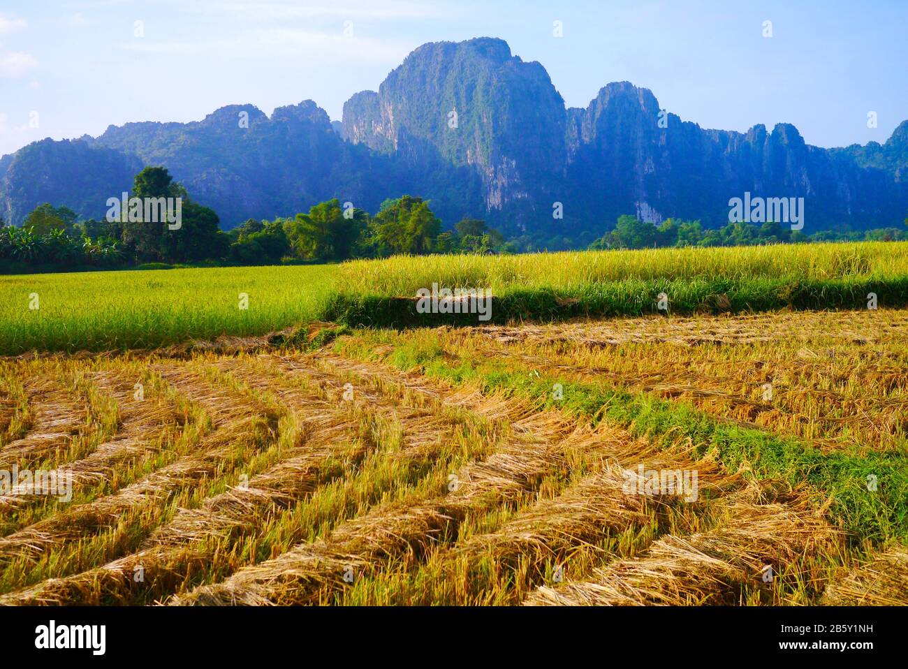 Rice field in Vang Vieng, Laos Stock Photo - Alamy