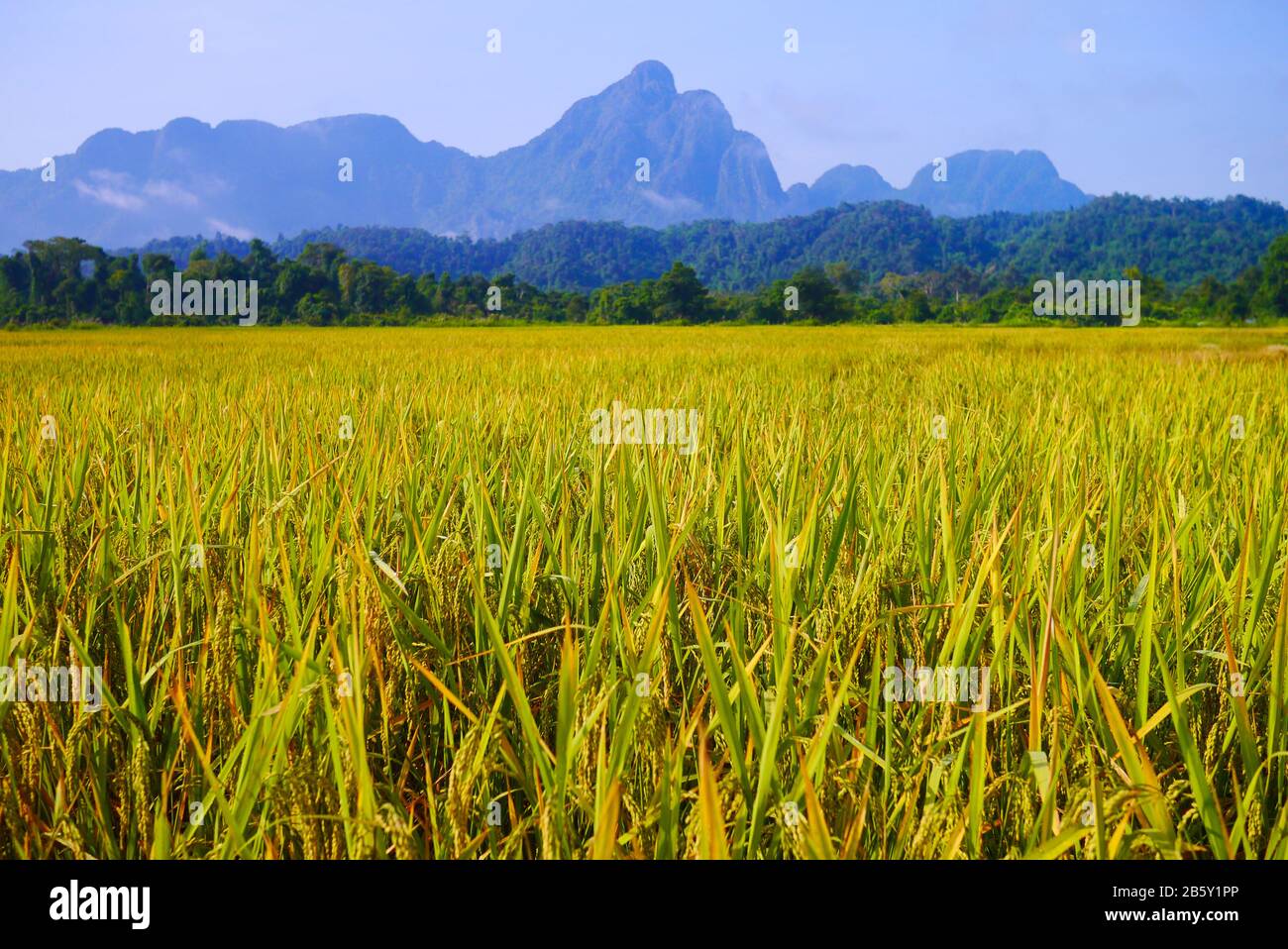 Rice field in Vang Vieng, Laos Stock Photo - Alamy