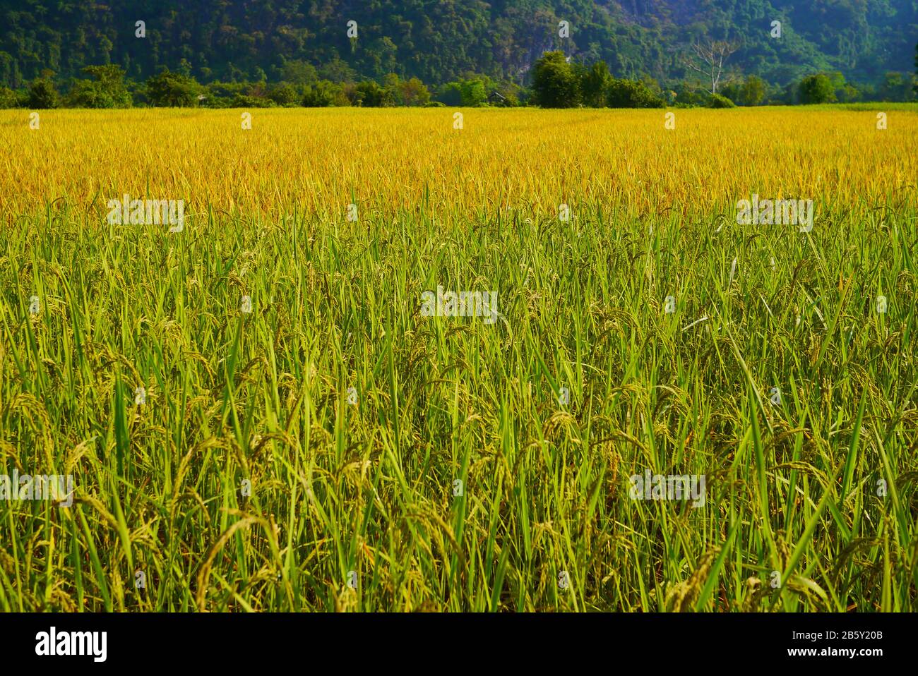 Rice field in Vang Vieng, Laos Stock Photo - Alamy