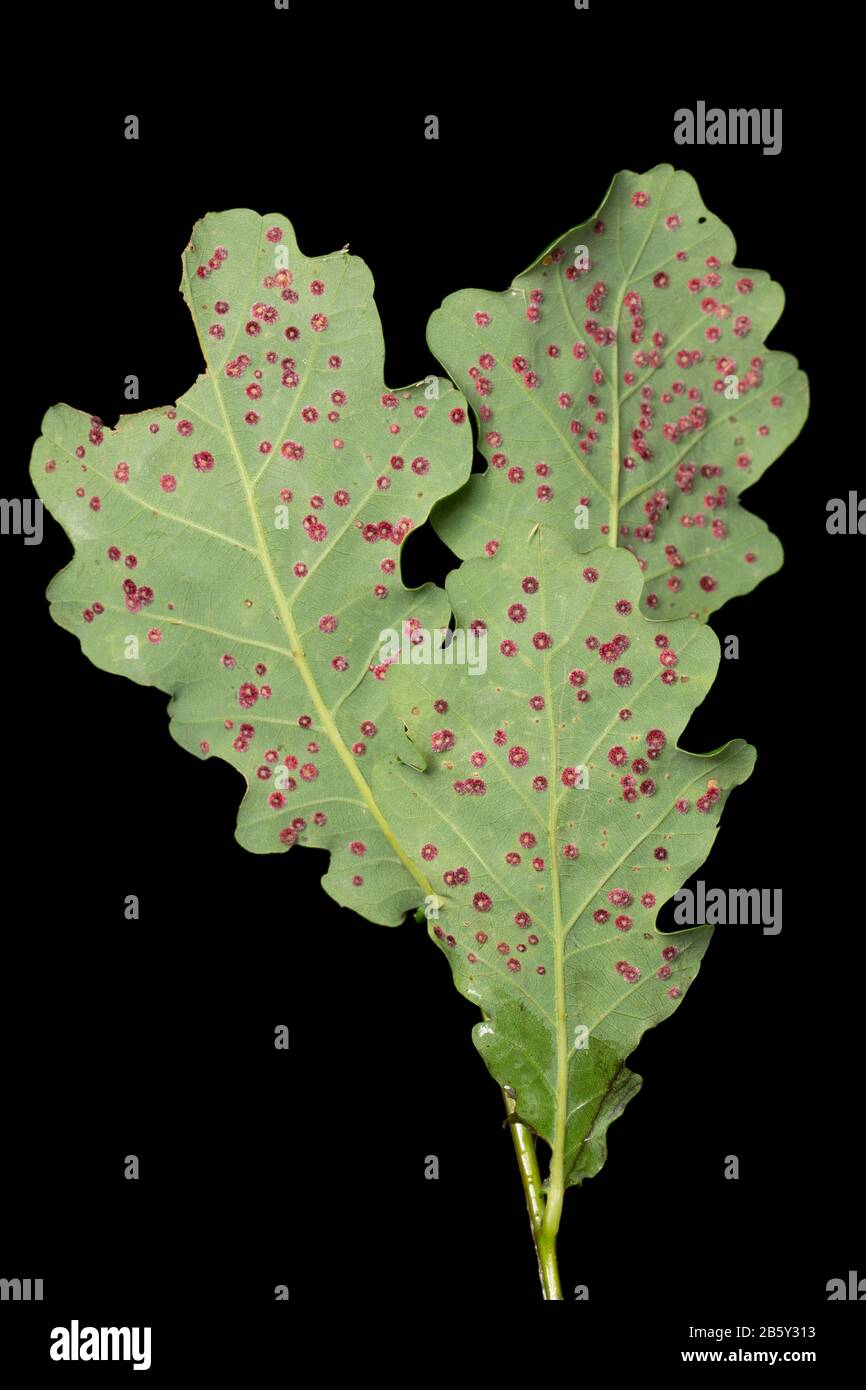 Common spangle galls, caused the gall wasp Neuroterus quercusbaccarum ...