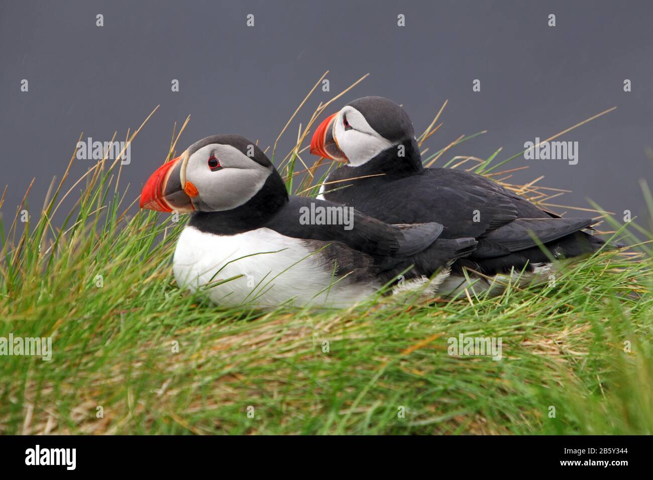 Bird puffin hi-res stock photography and images - Alamy