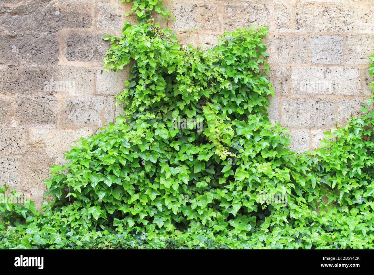 ivy over stone wall Stock Photo - Alamy
