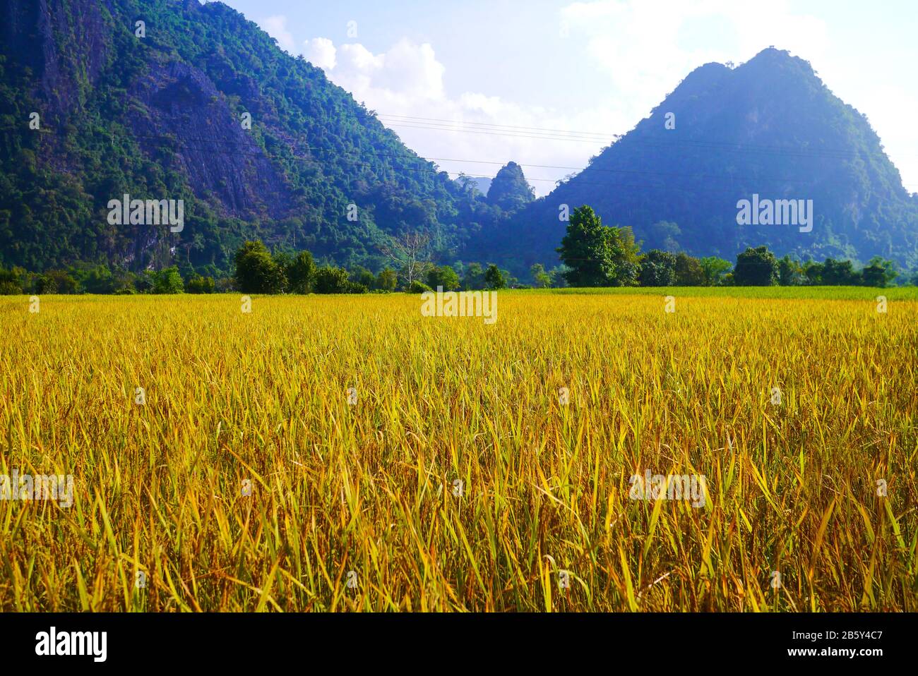 Rice field in Vang Vieng, Laos Stock Photo - Alamy