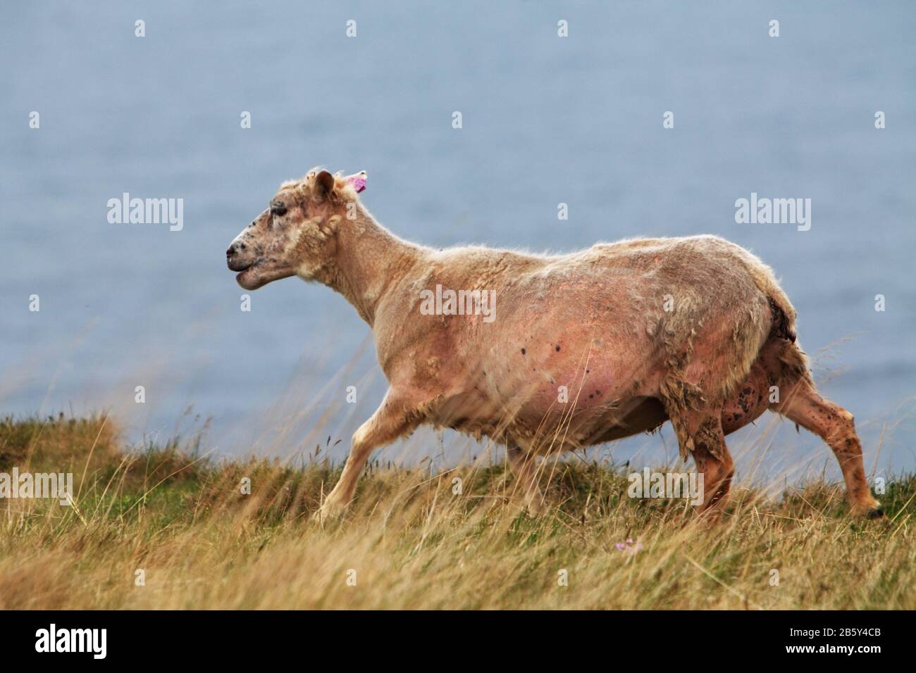 Sheep on coast Stock Photo - Alamy