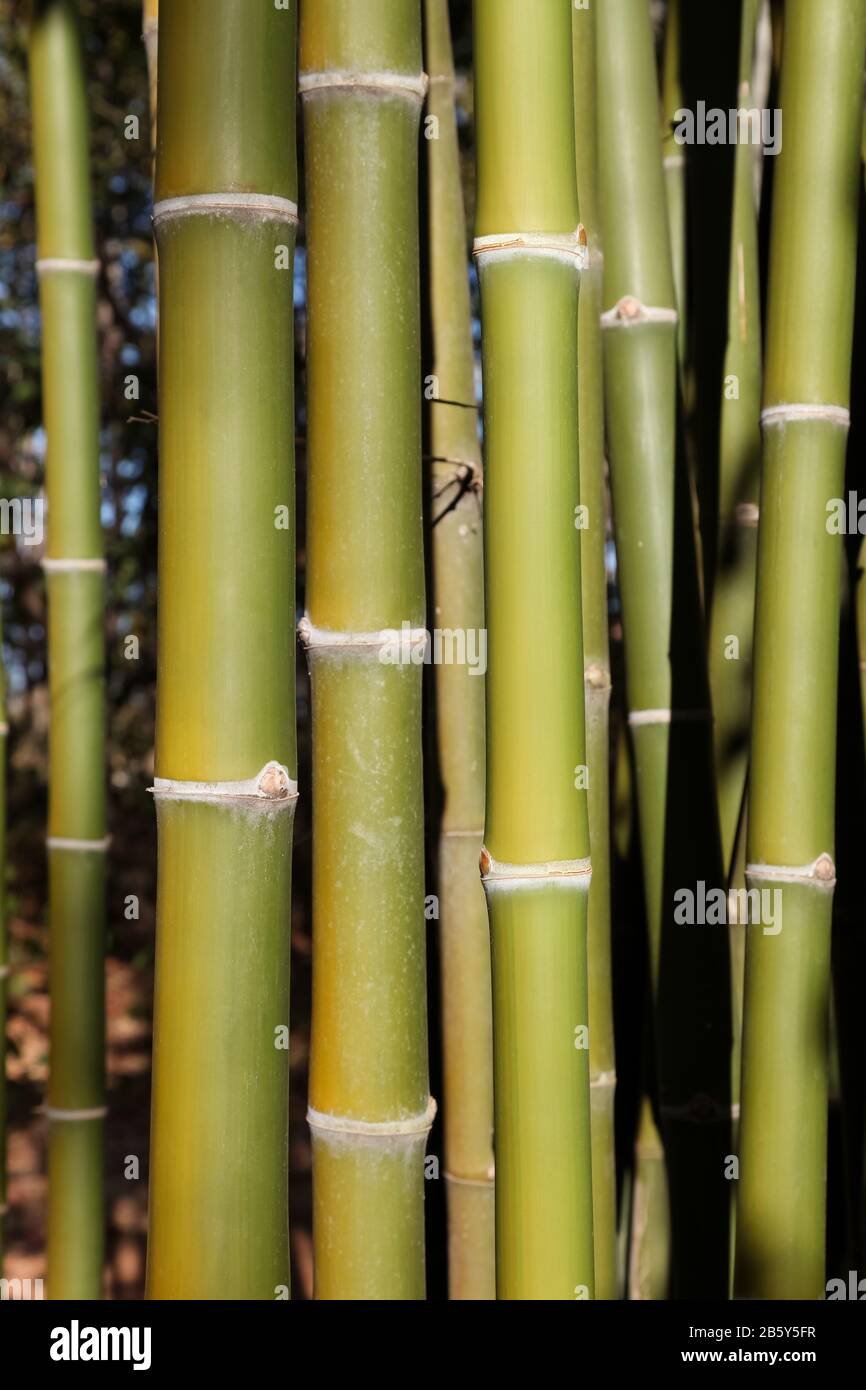 Green bamboo tree in a garden., Green bamboo background Stock Photo - Alamy
