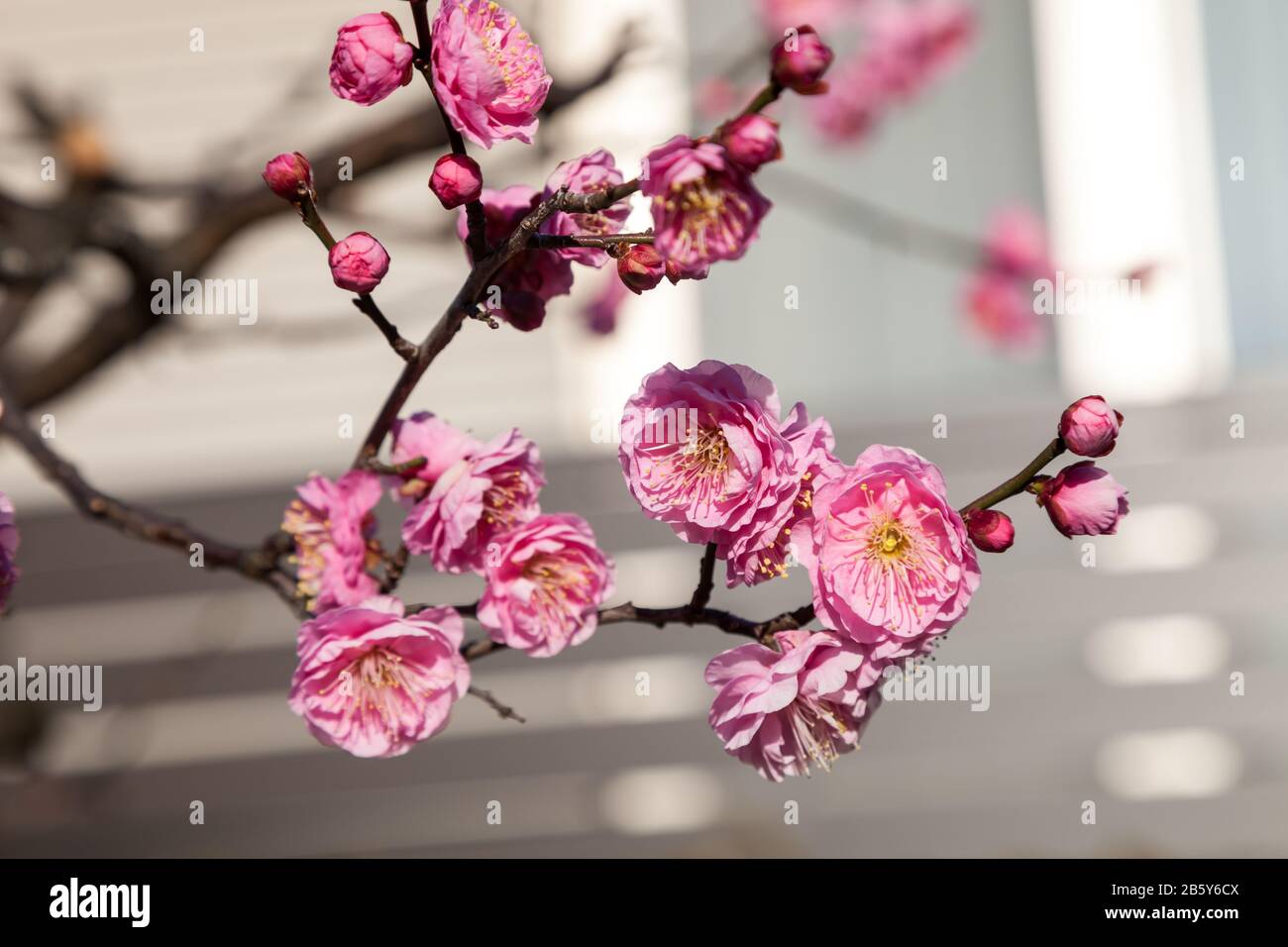 Pink blossom sukura flowers on a spring day in Japan., Beautiful ...