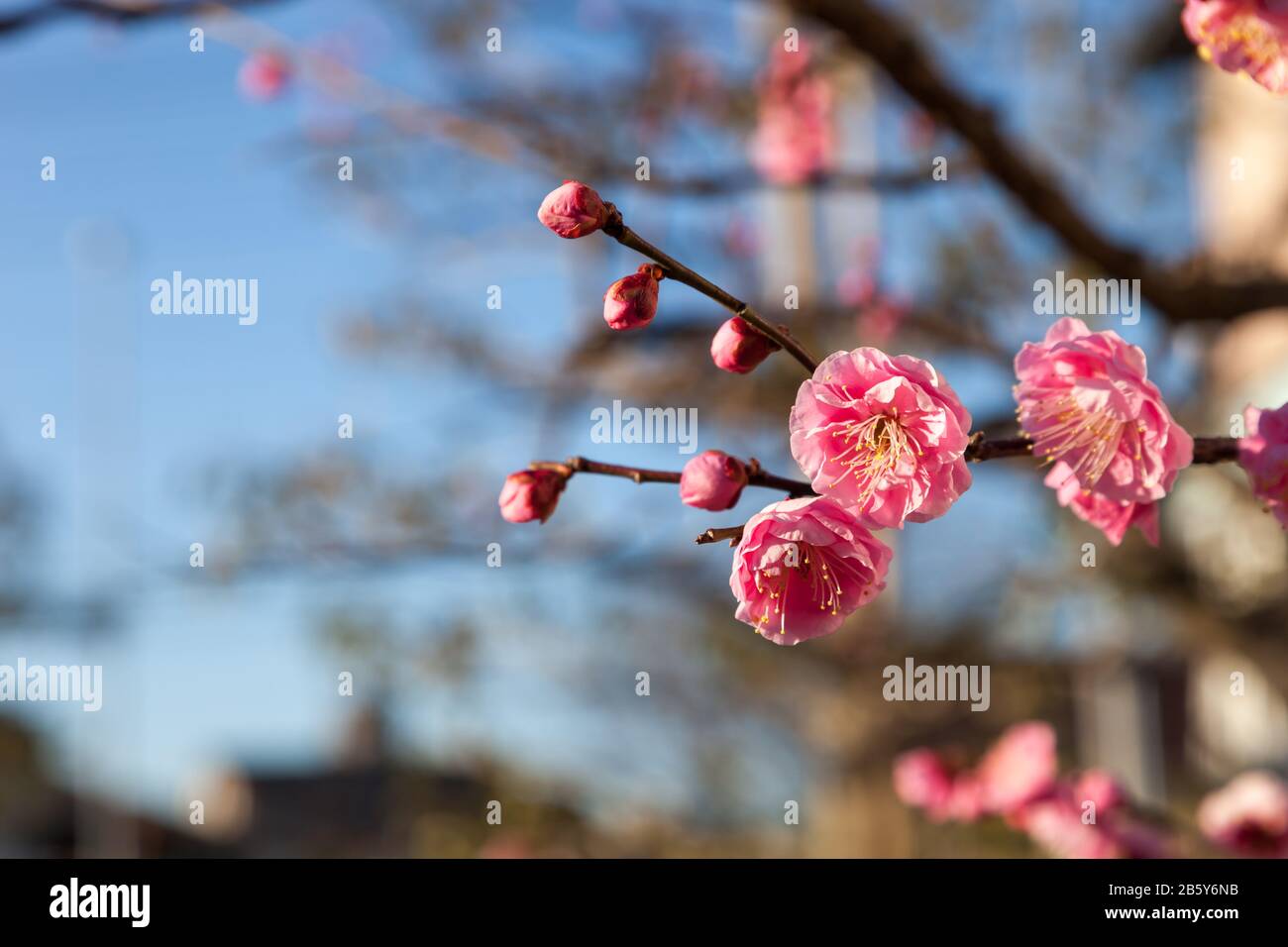 Pink blossom sukura flowers on a spring day in Japan., Beautiful ...