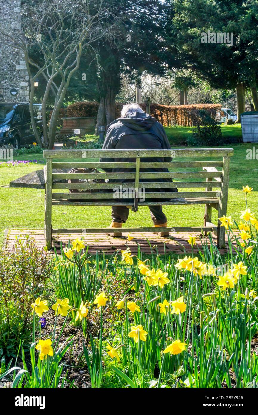 Senior man sitting on bench in churchyard, with spring daffodils Stock ...