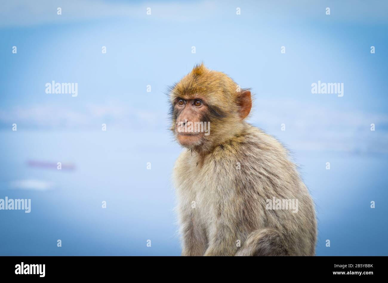 gibraltar monkeys close up view - wildlife within the rock of gibraltar ...
