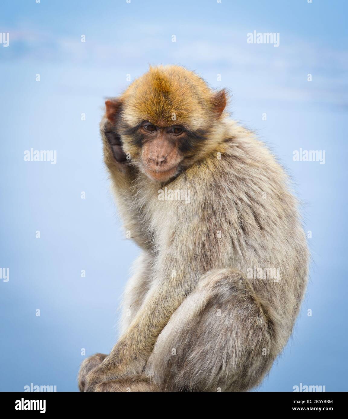 gibraltar monkeys close up view - wildlife within the rock of gibraltar ...