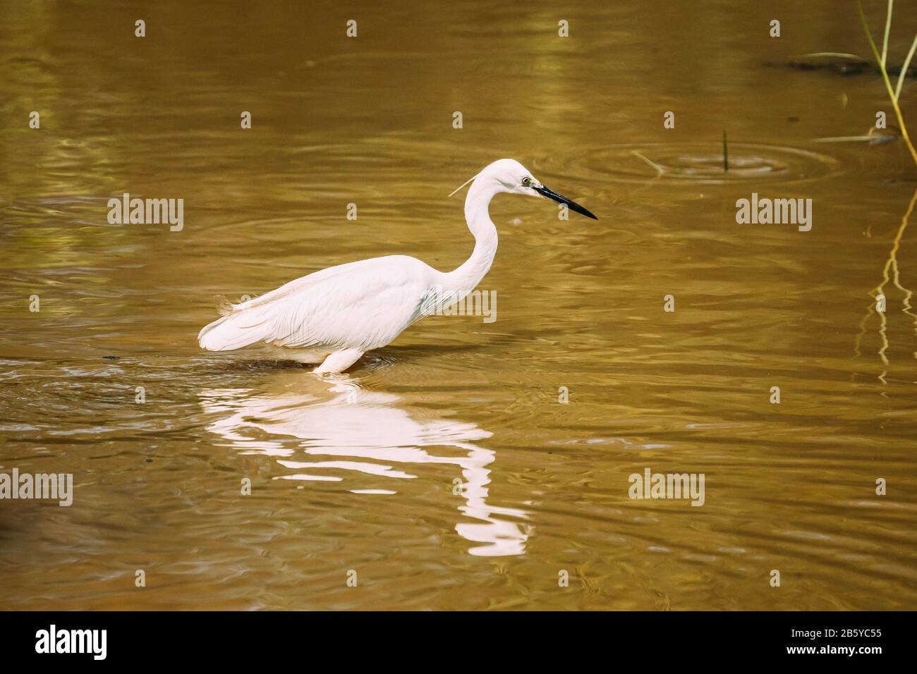 Goa, India. White Little Egret Catching Fish In River Pond Stock Photo ...