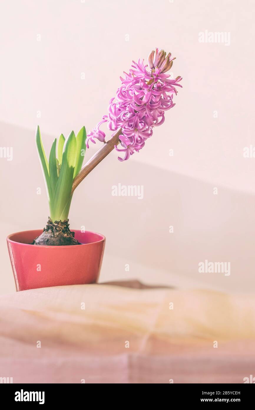 Purple hyacinth in ceramic flower pot. Spring concept Stock Photo - Alamy