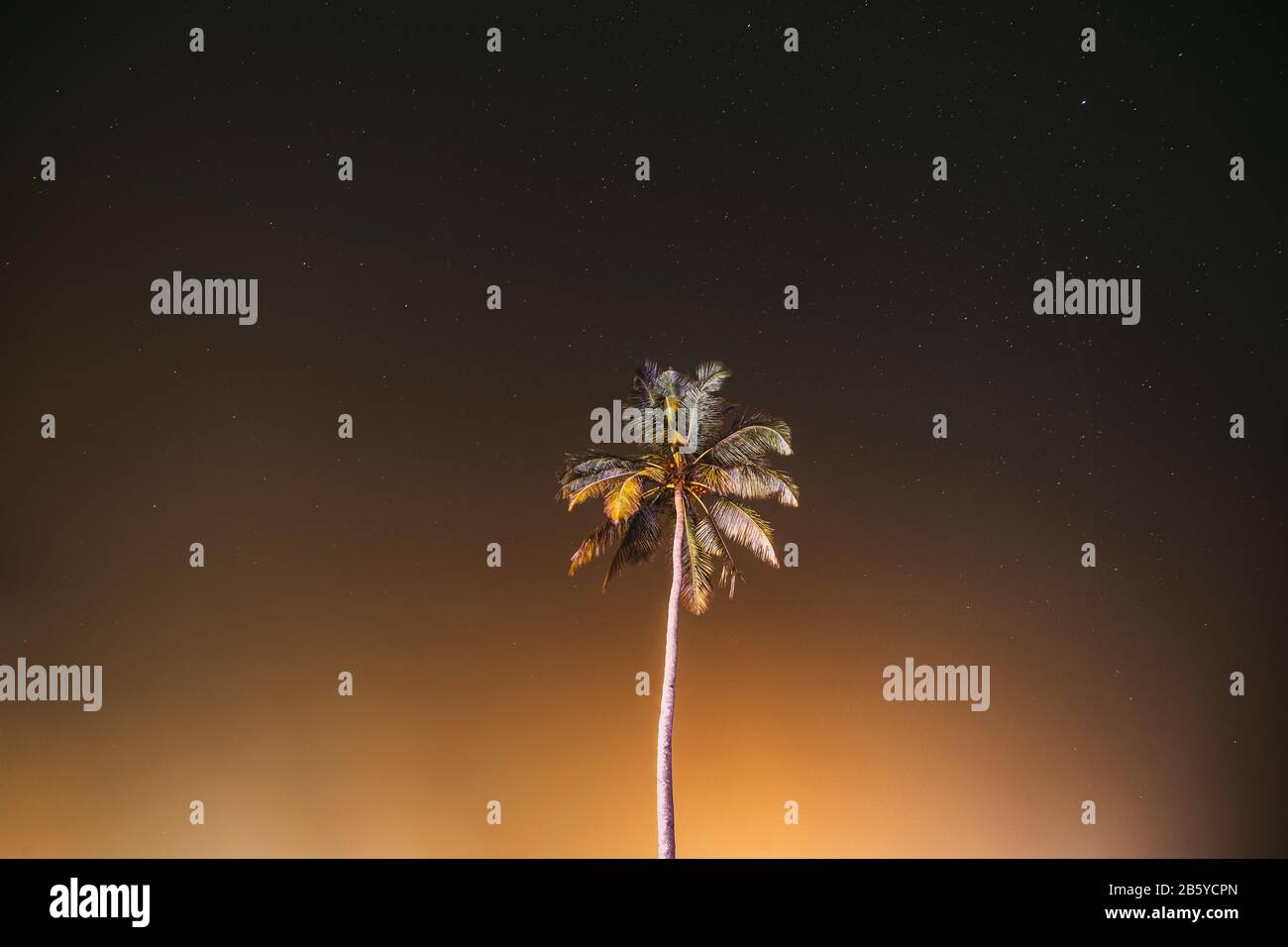 Goa coconut tree hi-res stock photography and images - Alamy