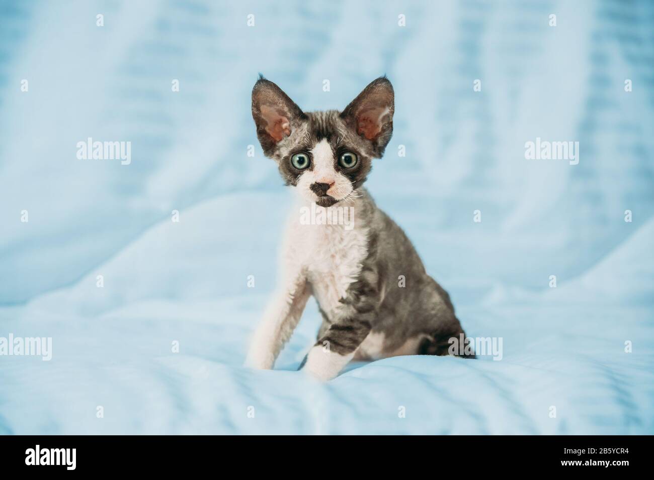 Funny Curious Young Gray Devon Rex Kitten Sitting At Home Sofa. Short ...