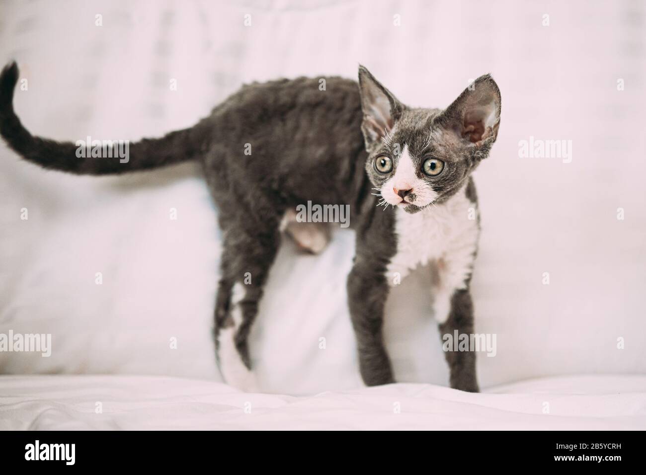 Funny Curious Young Gray Devon Rex Kitten Sitting At Home Sofa. Short ...