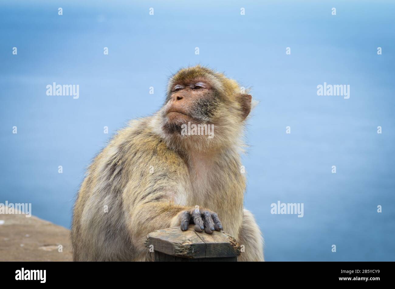 gibraltar monkeys close up view - wildlife within the rock of gibraltar ...