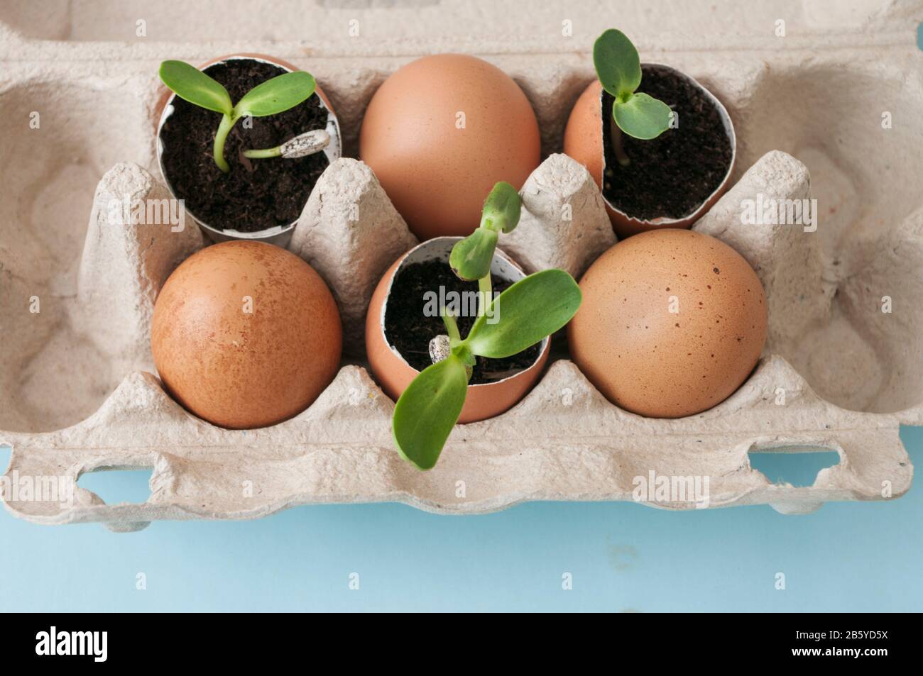 Zero waste gardening, sprout in eggshell, recycle. carton box Stock ...