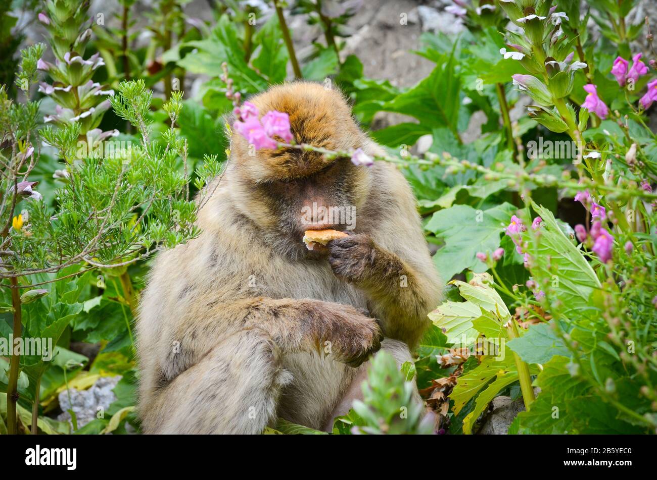 gibraltar monkeys close up view - wildlife within the rock of gibraltar ...