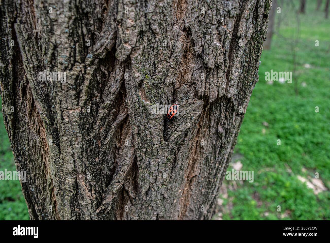Bug on the tree hi-res stock photography and images - Alamy