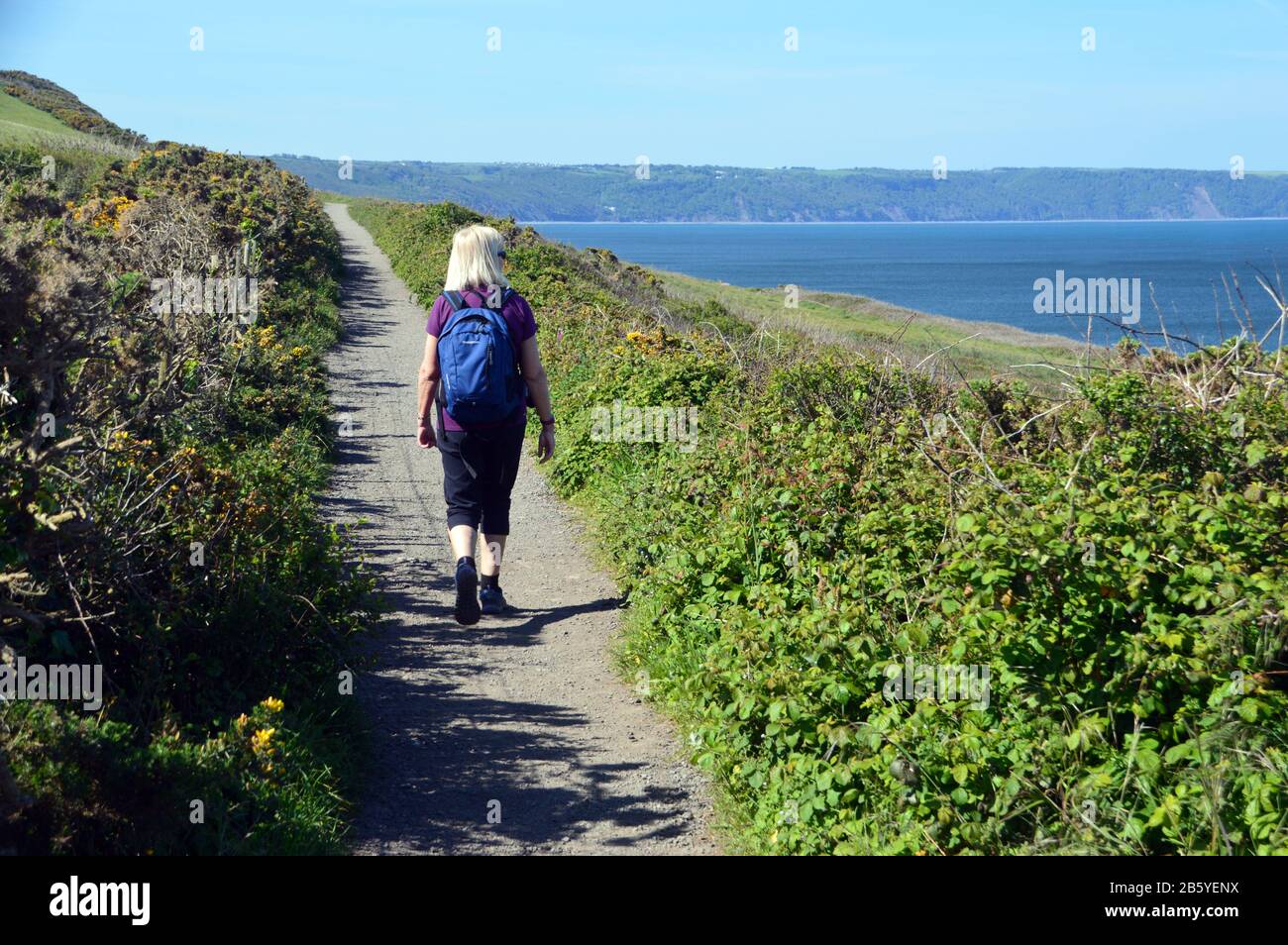 Woman Hiker Walking on Abbotsham Cliff near Westward Ho! on the South ...