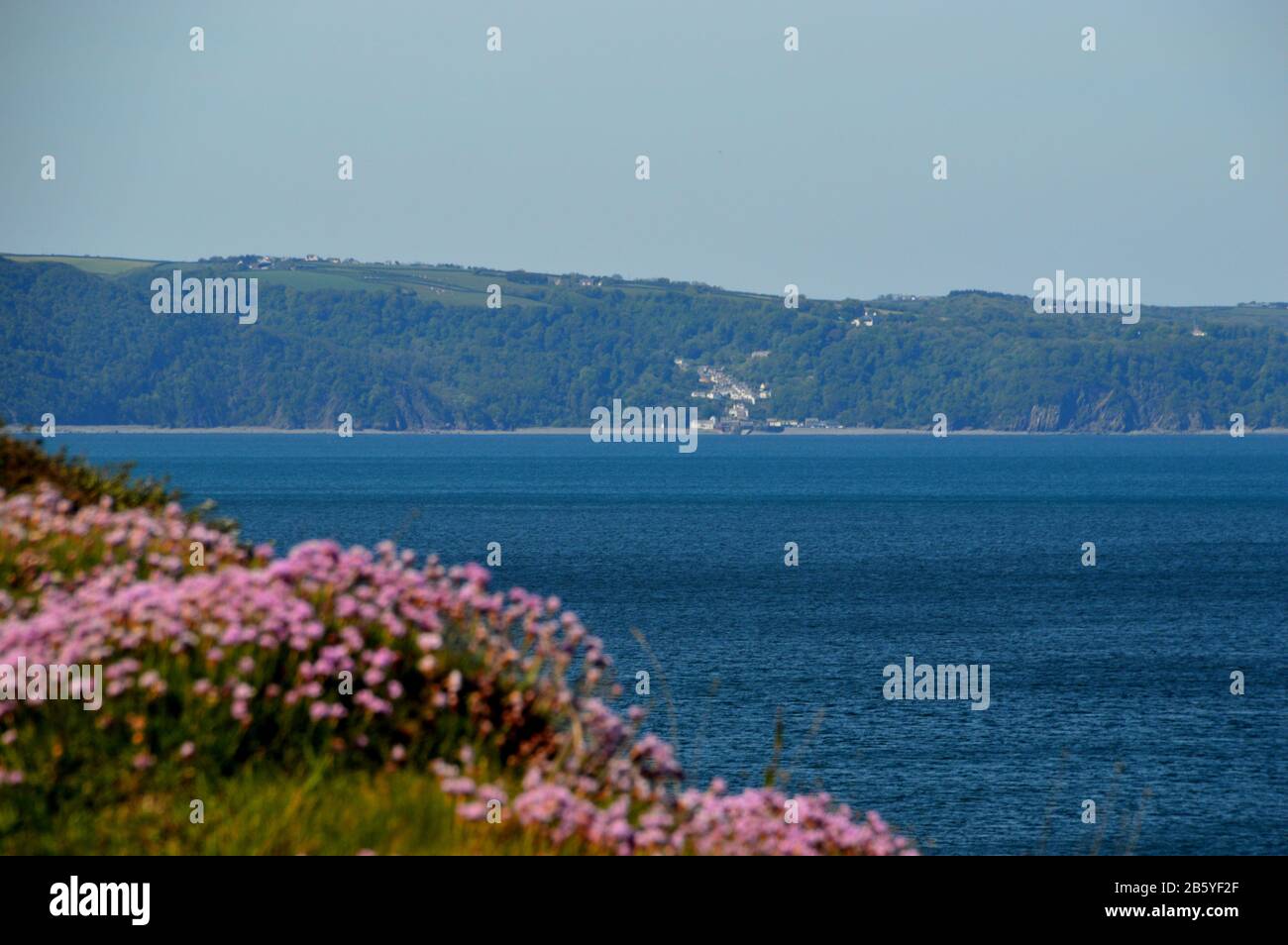 The Village of Clovelly from a Clump of Pink Sea Thrift on Abbotsham ...