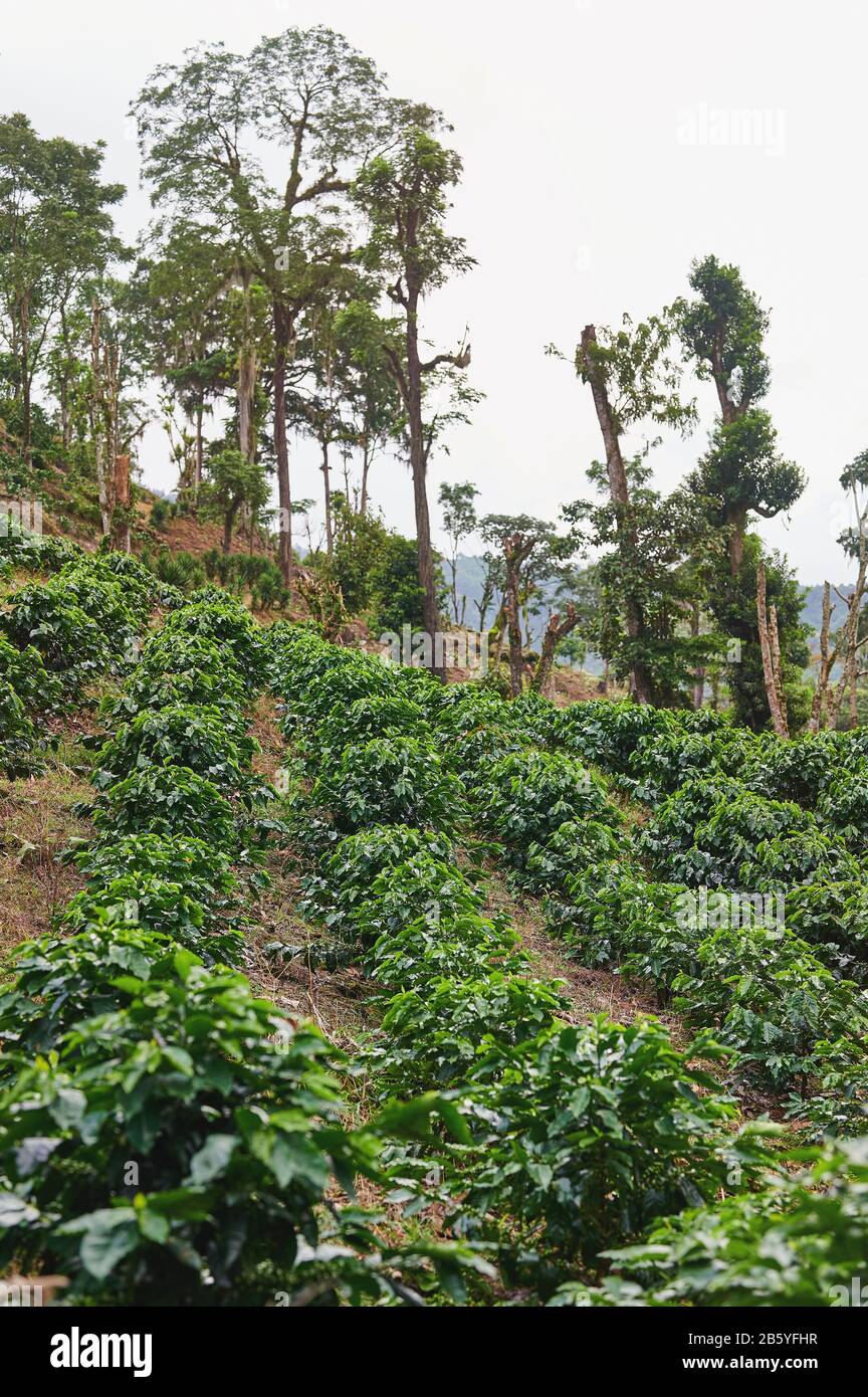 Rows of coffee plants hi-res stock photography and images - Alamy