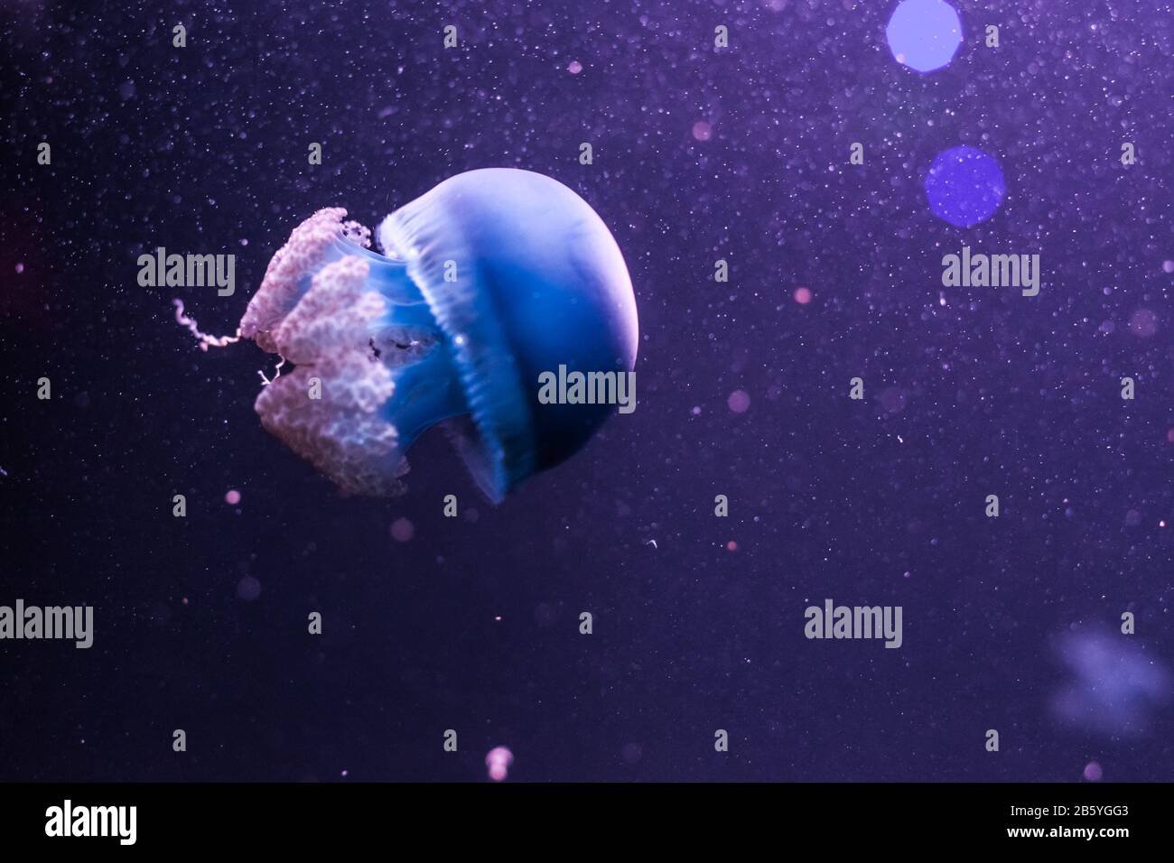 Blue blubber jellyfish in the dark water. Catostylus mosaicus Stock ...