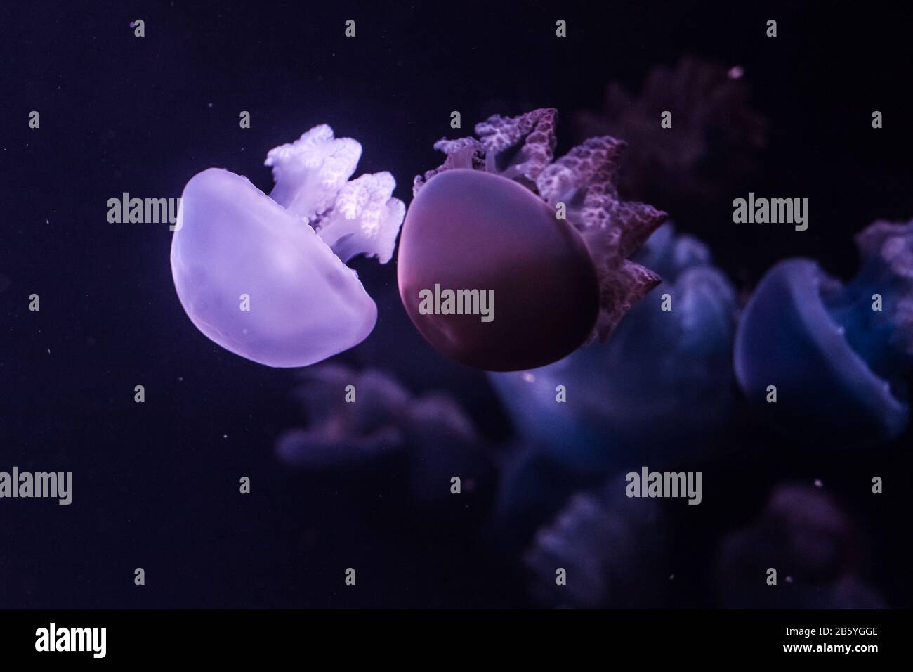 Blue blubber jellyfish in the dark water. Catostylus mosaicus Stock ...