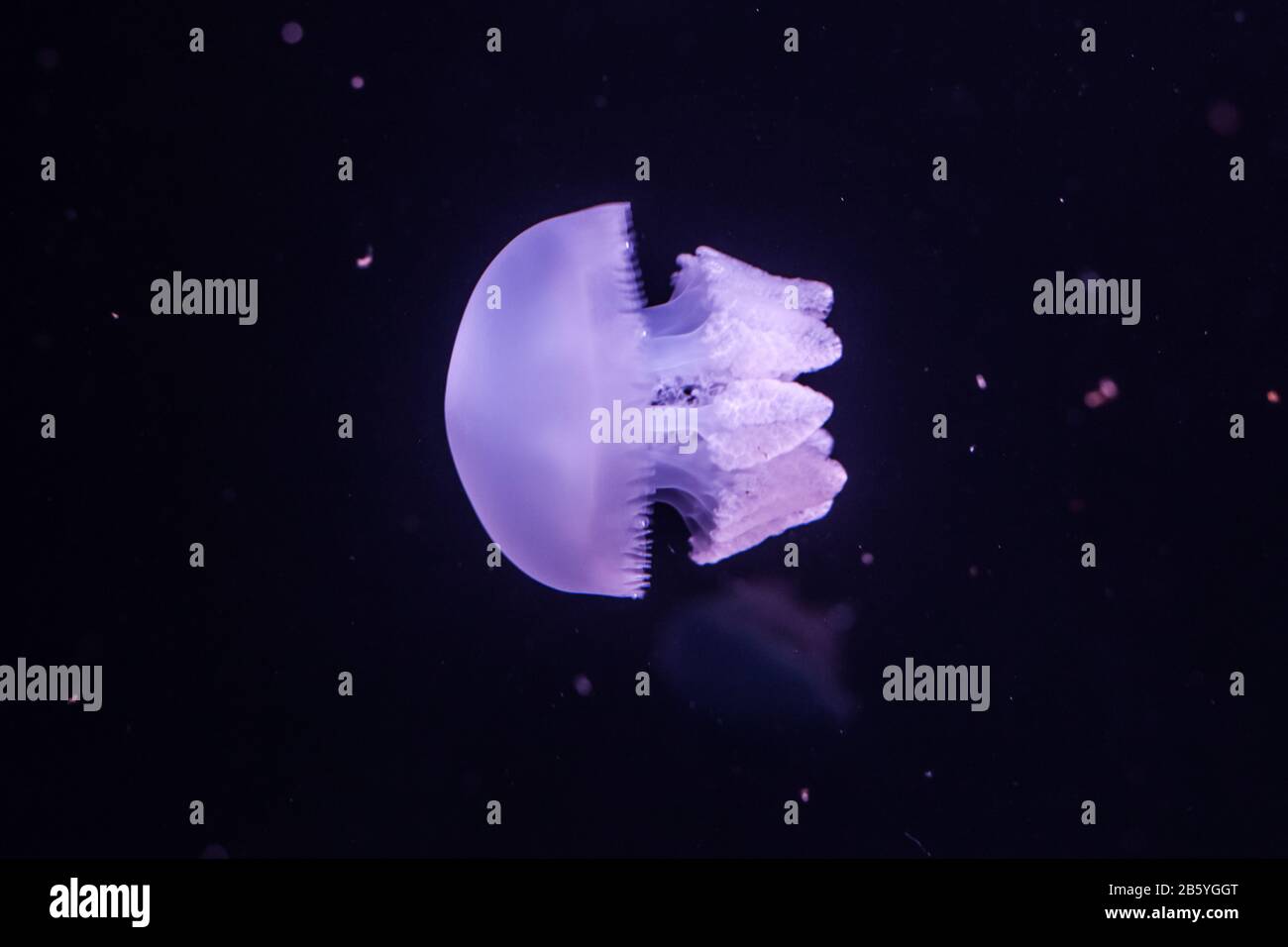 Blue blubber jellyfish in the dark water. Catostylus mosaicus Stock ...