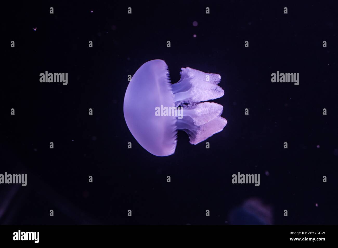Blue blubber jellyfish in the dark water. Catostylus mosaicus Stock ...
