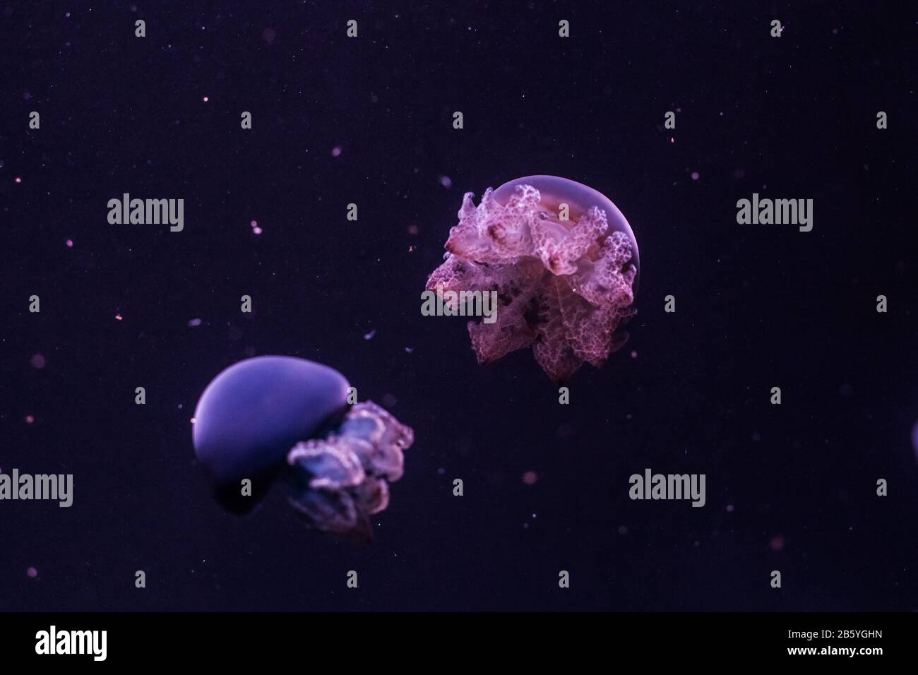 Blue blubber jellyfish in the dark water. Catostylus mosaicus Stock ...