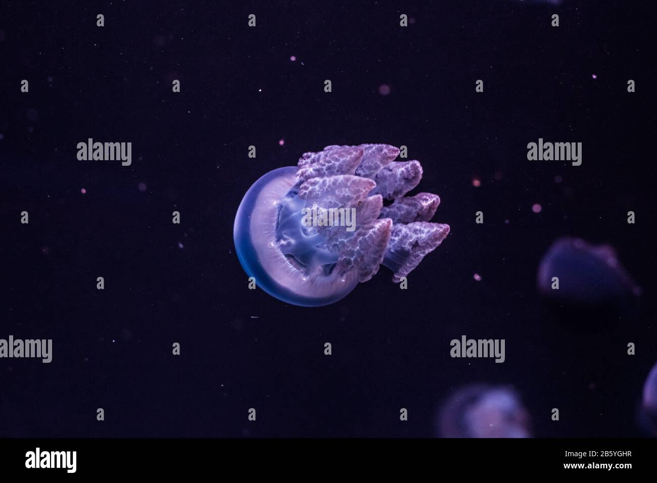 Blue blubber jellyfish in the dark water. Catostylus mosaicus Stock ...