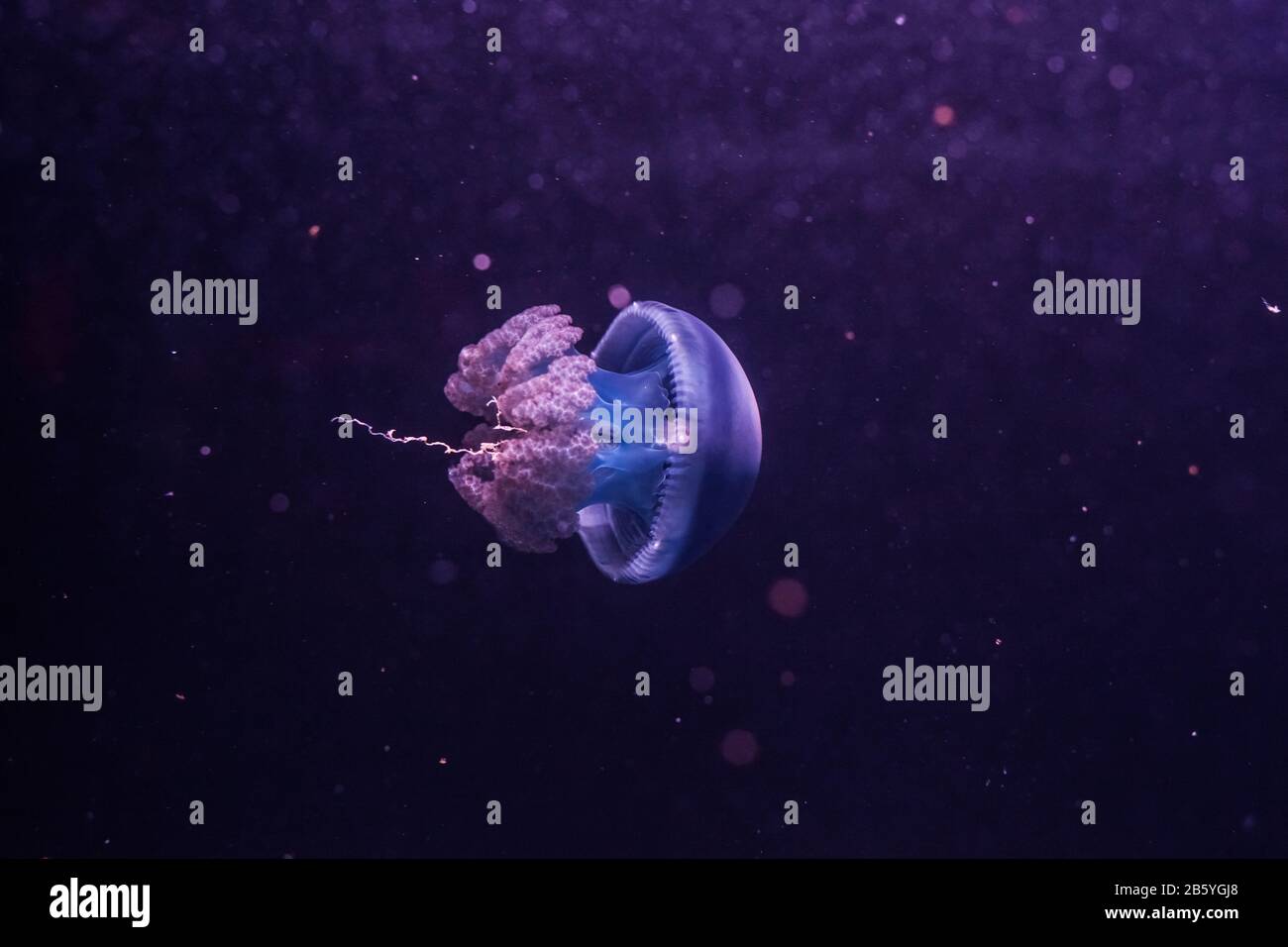 Blue blubber jellyfish in the dark water. Catostylus mosaicus Stock ...