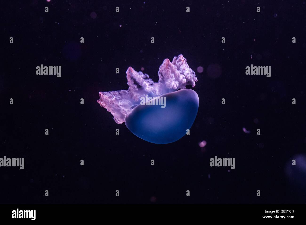 Blue blubber jellyfish catostylus mosaicus hi-res stock photography and ...