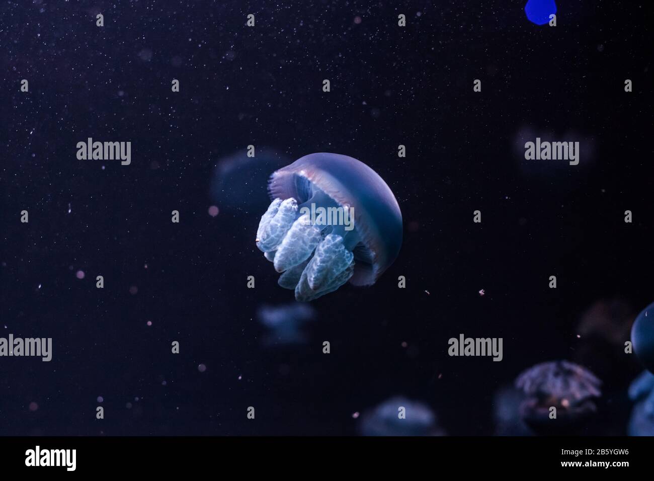 Blue blubber jellyfish catostylus mosaicus hi-res stock photography and ...