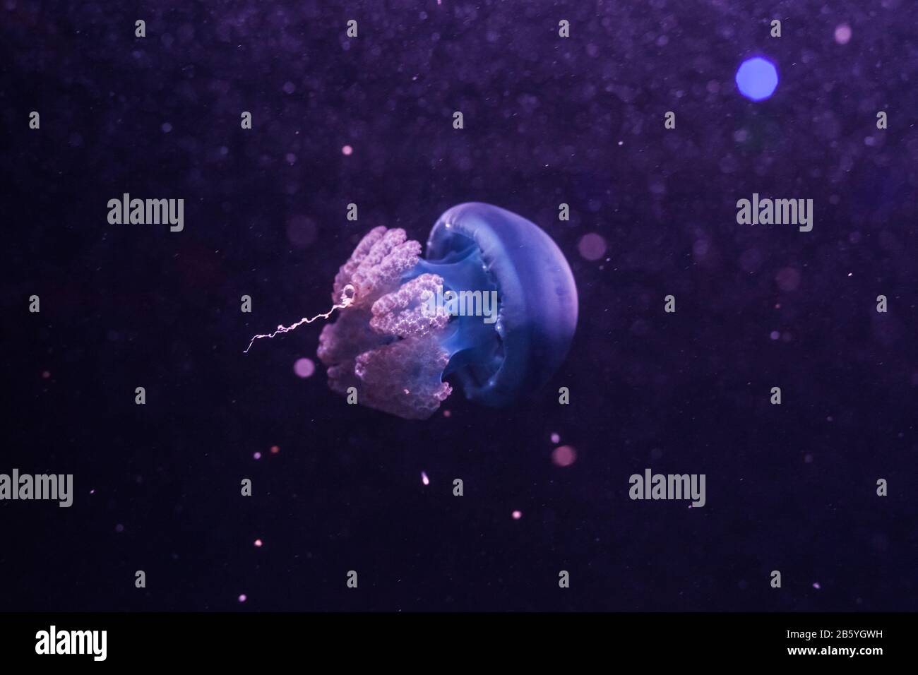 Blue blubber jellyfish in the dark water. Catostylus mosaicus Stock ...