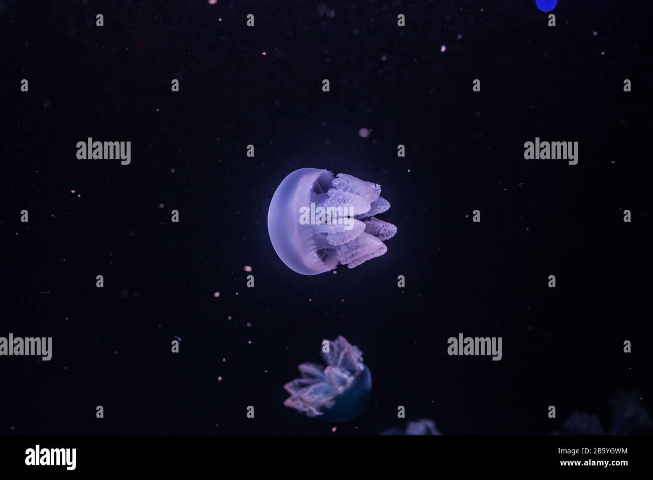 Blue blubber jellyfish in the dark water. Catostylus mosaicus Stock ...