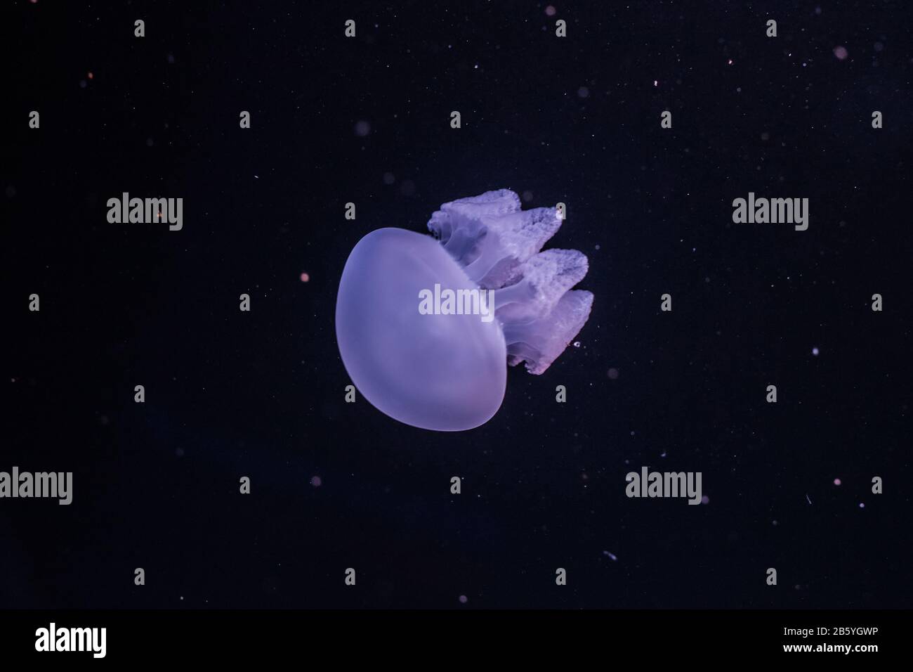 Blue blubber jellyfish catostylus mosaicus hi-res stock photography and ...