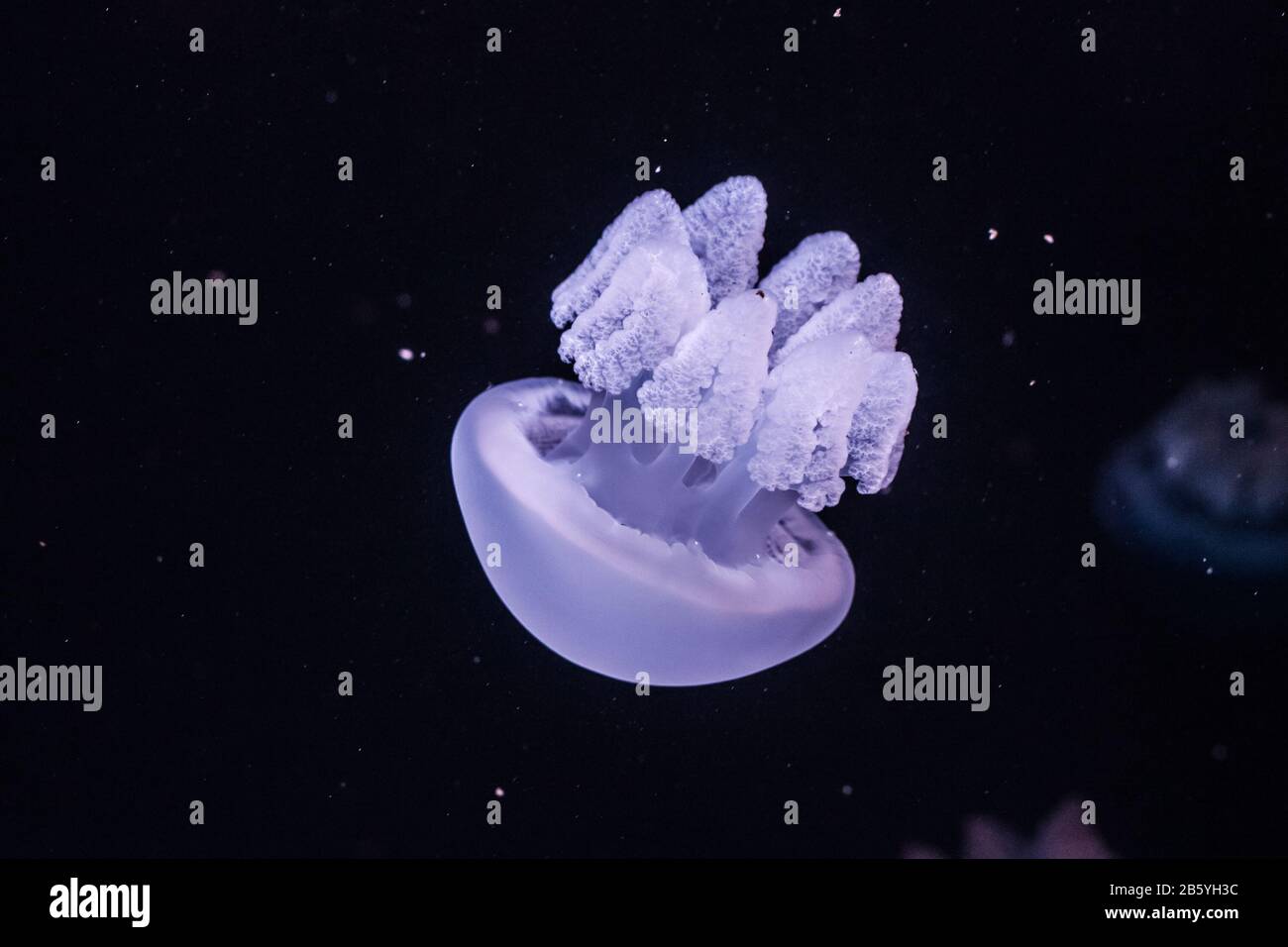 Blue blubber jellyfish catostylus mosaicus hi-res stock photography and ...