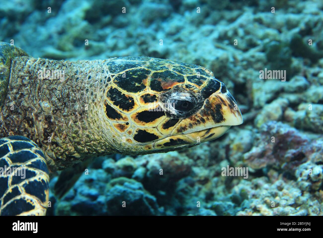 Maldivian sea turtle hi-res stock photography and images - Alamy
