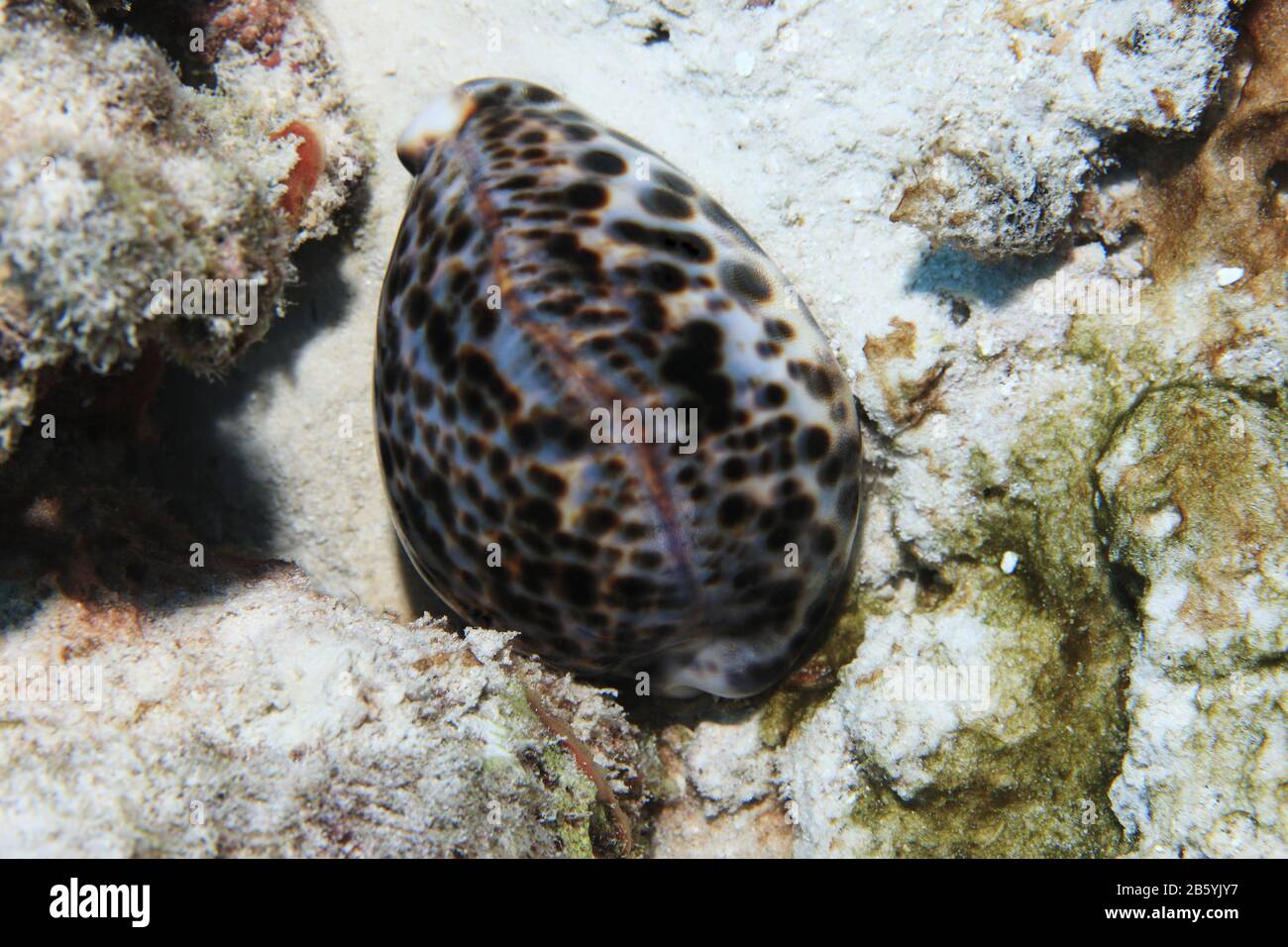 Tiger cowrie snail (Cypraea tigris) underwater in the tropical coral ...