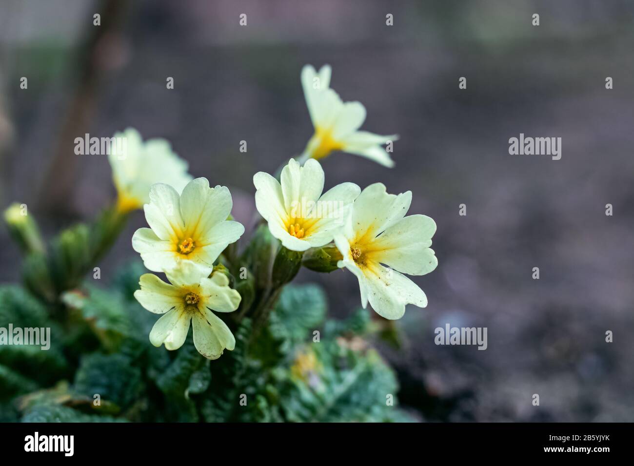 Little evening primrose hi-res stock photography and images - Alamy
