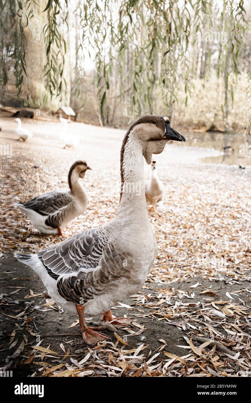 view of the swan from the front standing on the yard. Agriculture Stock ...
