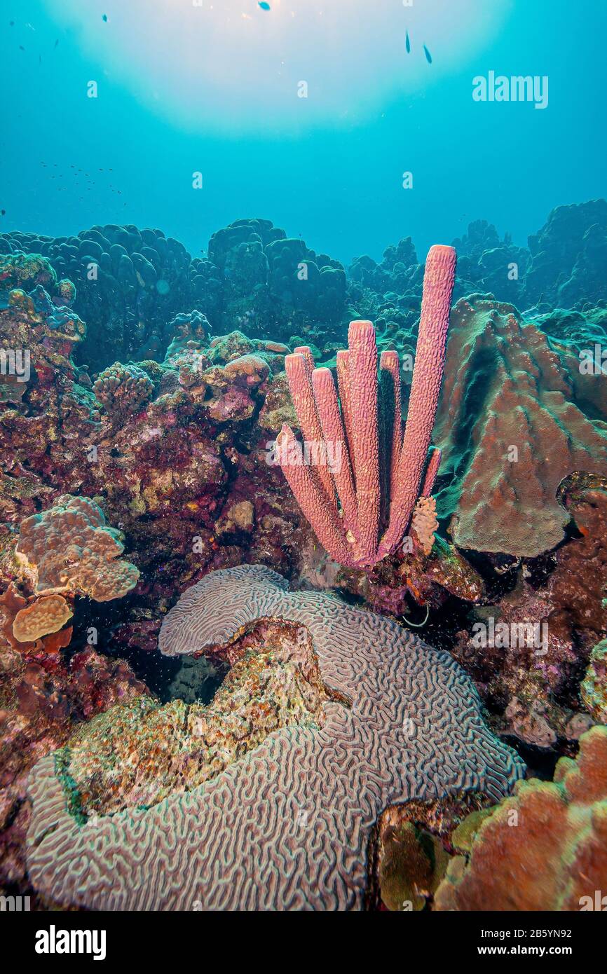 Cylindrical coral structure hi-res stock photography and images - Alamy