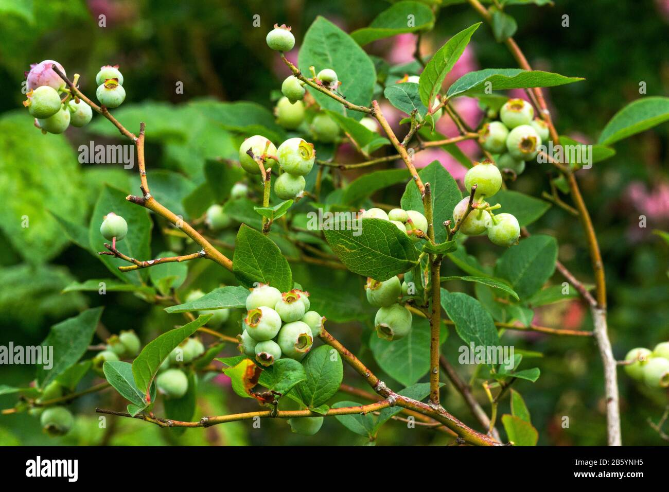 Blueberry bush (Vaccinium cyanococcus).Developing berries. South-west ...