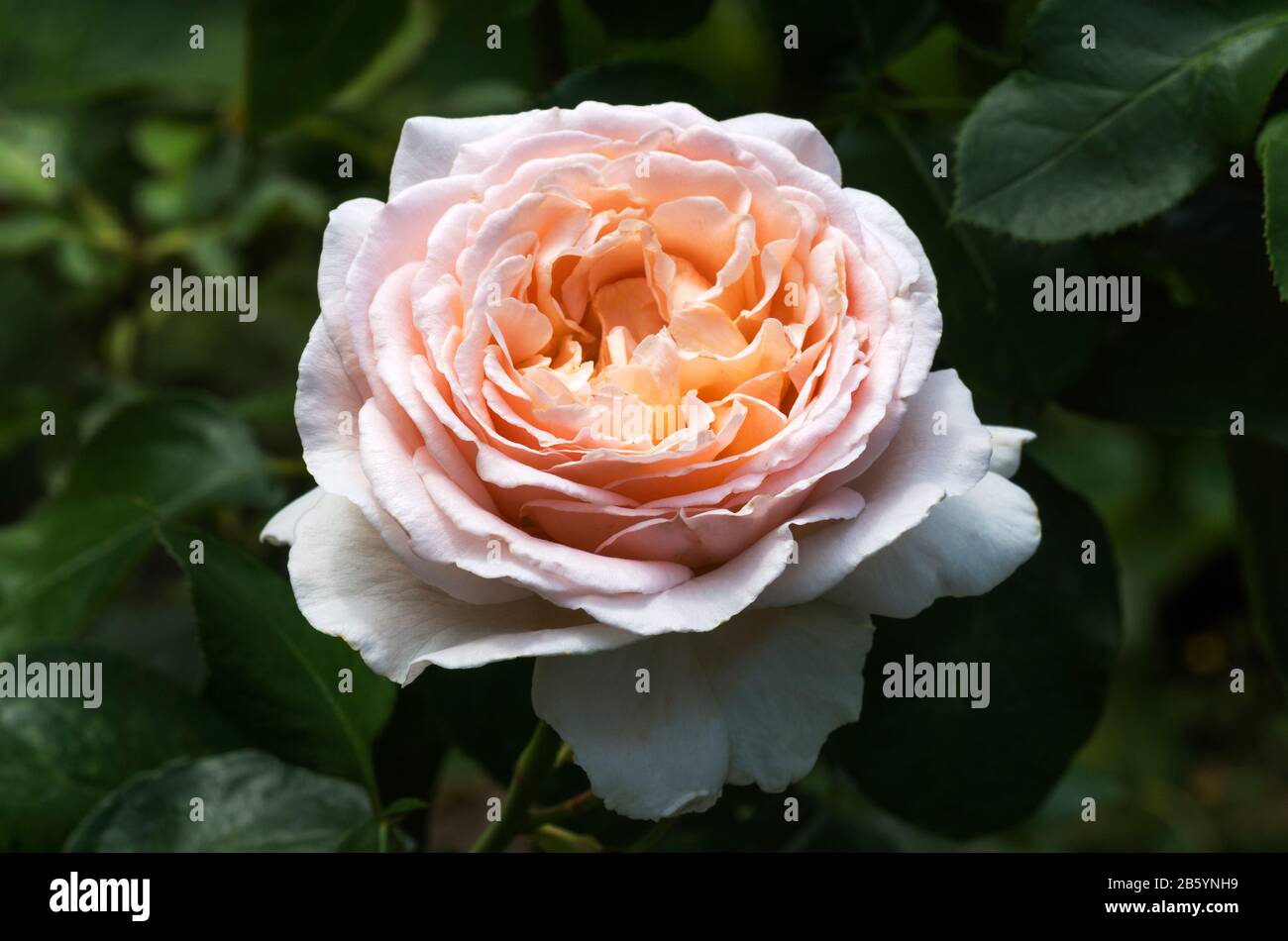 Andre le notre rose hi-res stock photography and images - Alamy