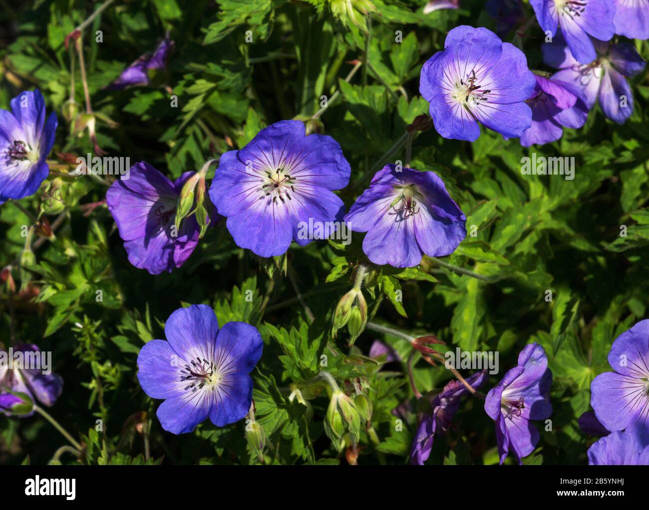 Crane's-bill (Geranium grandiflorum).In flower.South-west France Stock ...