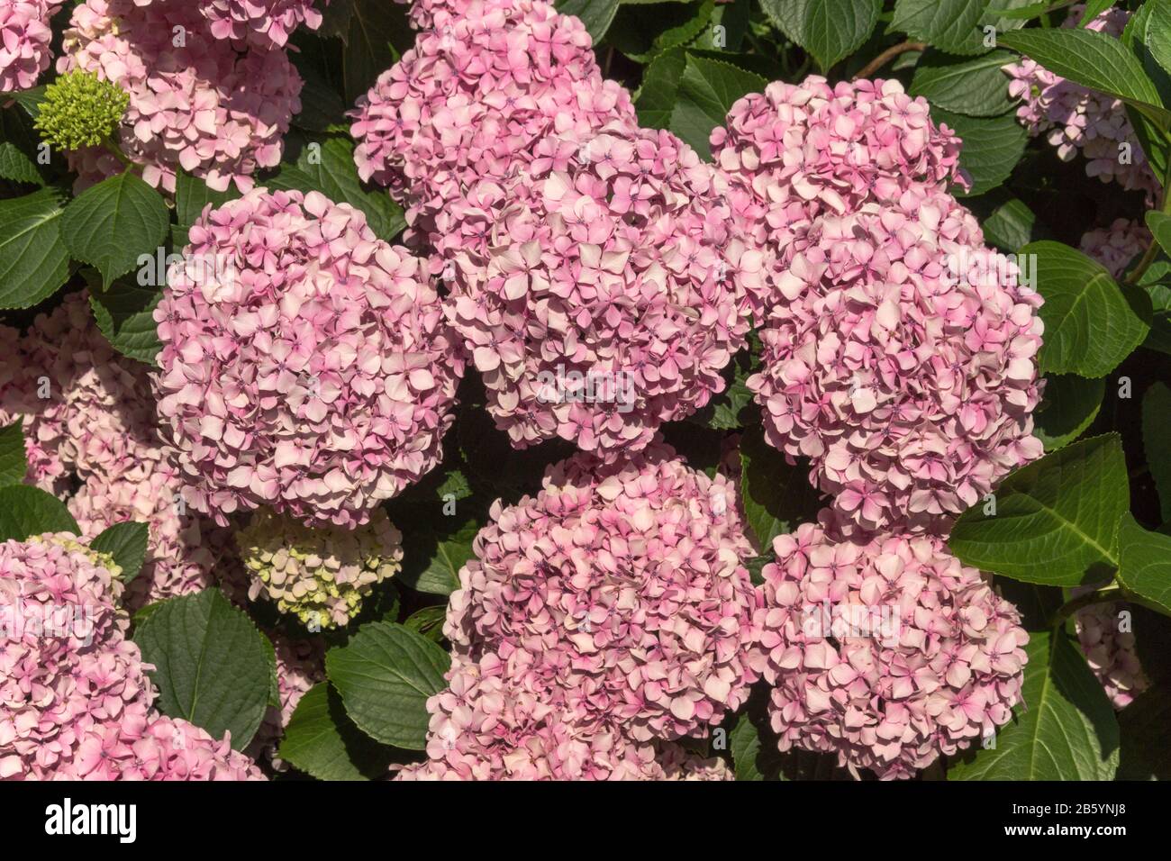 Hydrangea macrophylla var.Altona.in flower.South-west France Stock ...