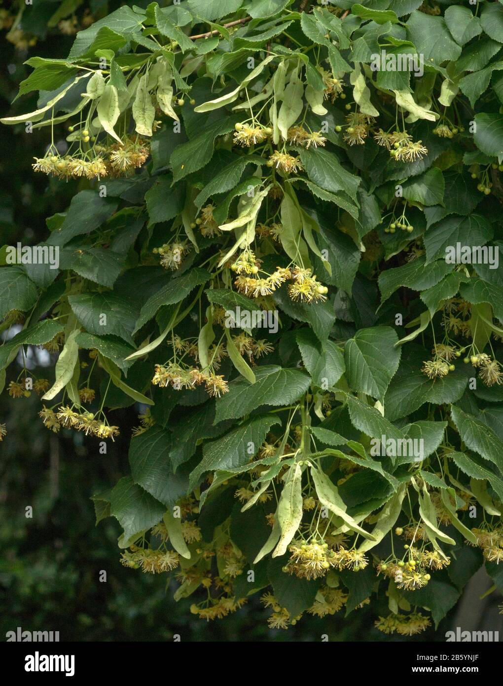Flowers in South-west France.Large-leaved Lime Tree (Tilia platyphyllos ...