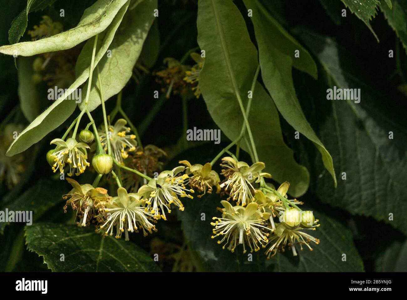 Flowers in South-west France.Large-leaved Lime Tree (Tilia platyphyllos ...